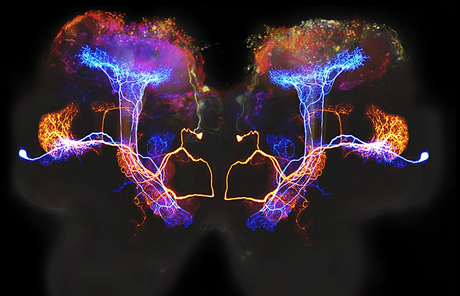 Isacoff Lab receives DARPA funding to research neural implants - The ... Isacoff Lab receives DARPA funding to research neural implants - The ...
