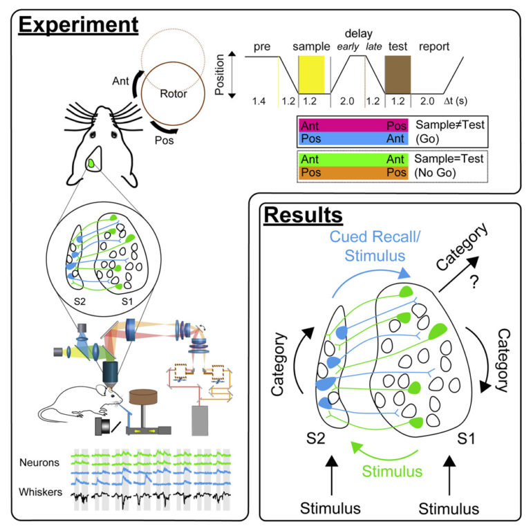 A look back on the BRAIN Initiative in 2020 (and a look ahead to 2021 ...