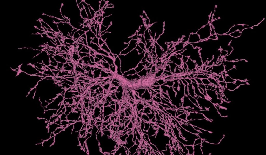 Scientists capture detailed snapshots of mouse brain cells nibbling on ... Scientists capture detailed snapshots of mouse brain cells nibbling on ...